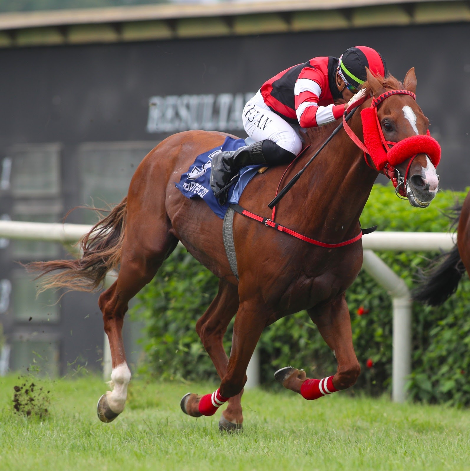 the racehorse experience