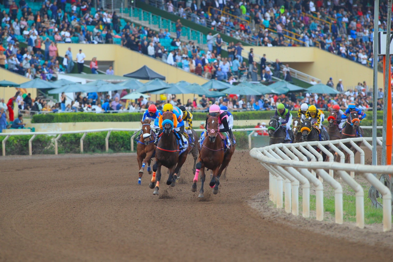 the racehorse experience