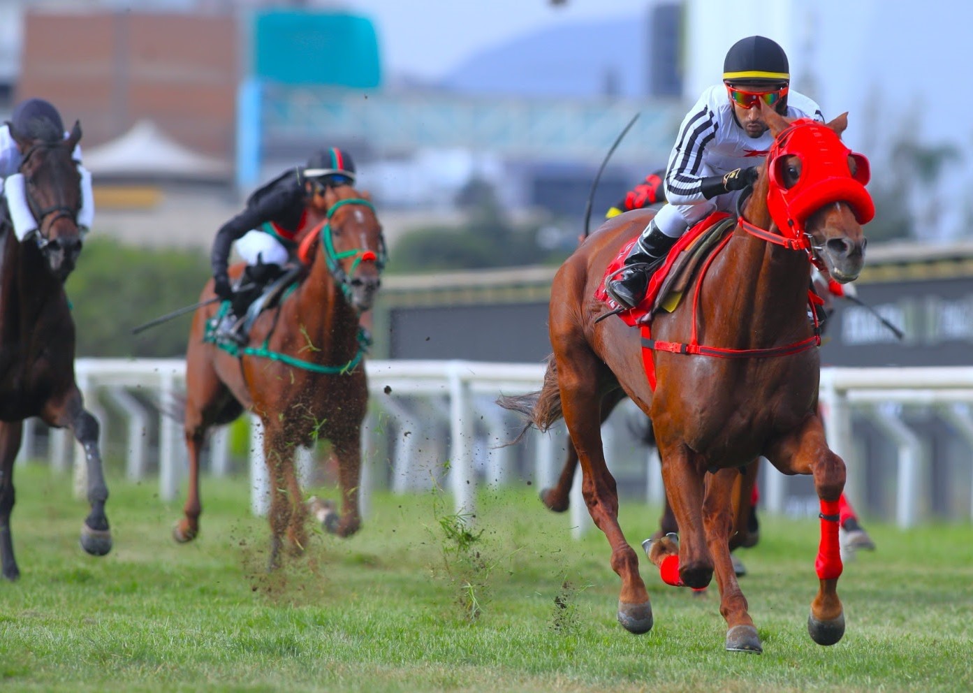 the racehorse experience